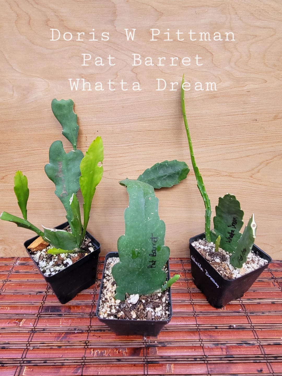 Epiphyllum Set of Three (doris W Pittman, Pat Barret, Whatta Dream) in ...