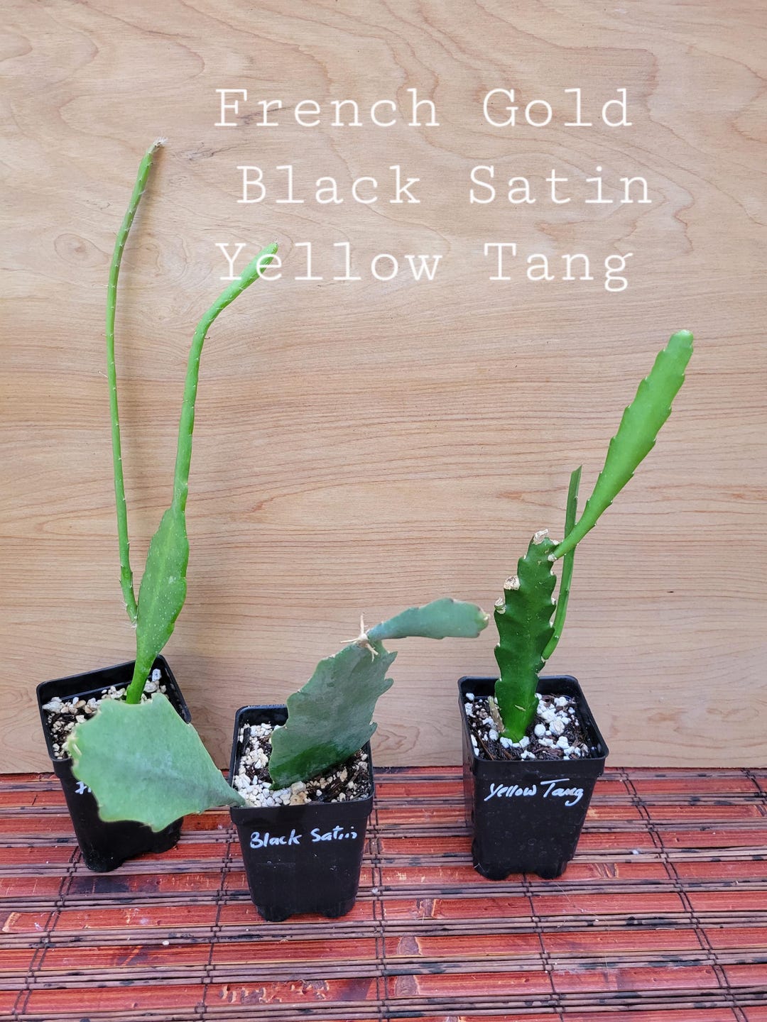 Epiphyllum Set of Three (french Gold, Black Satin, Yellow Tang) in 3 ...