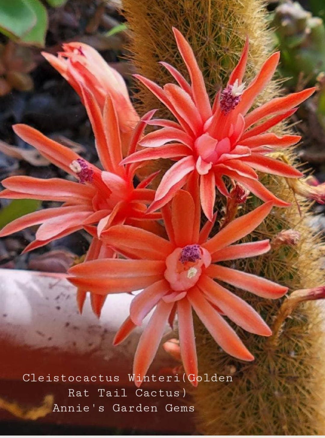 Golden Rat Tail (cleistocactus Winteri) in 4 Inch Pots / Seller Select ...