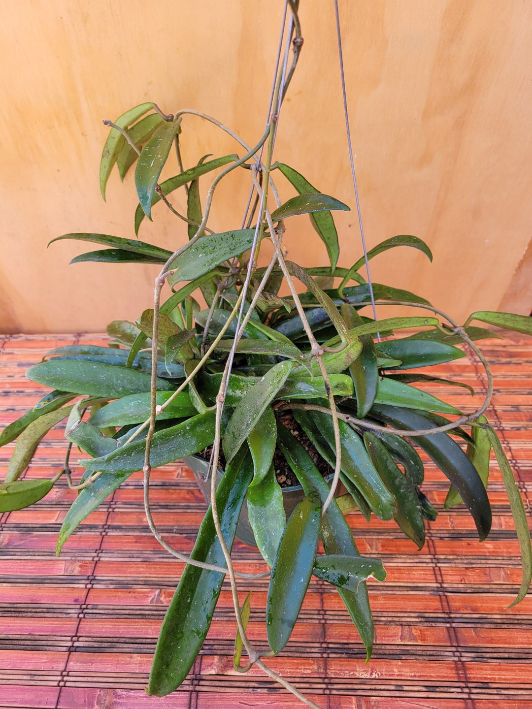Hoya Minibelle in a 6 Inch Pot / Thick Green Leaves / Exact Plant ...