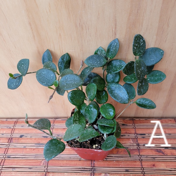 Hoya Mathilde - Etsy