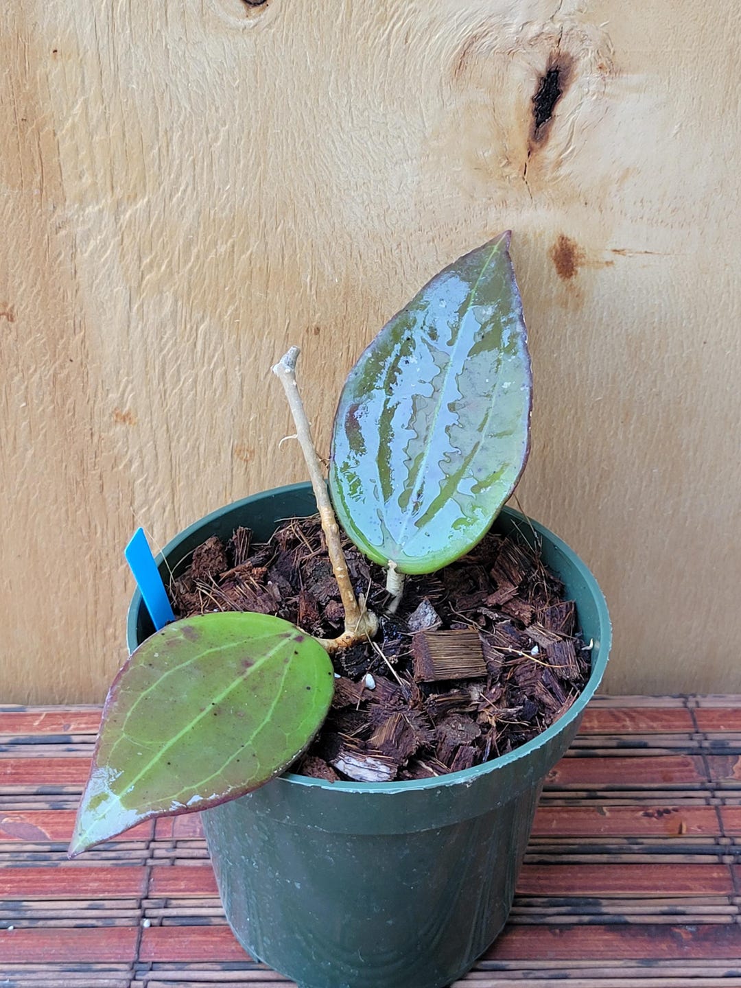 Hoya AH Black Magic in a 4.25 Inch Pot / Gorgeous Veined Foliage / Well ...