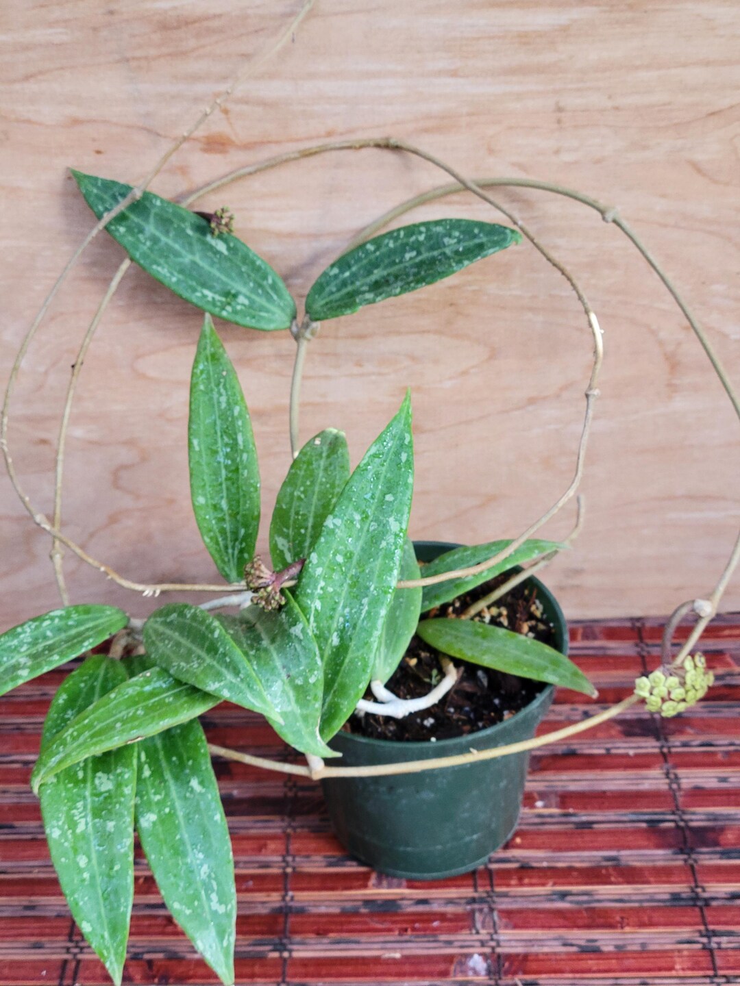 Hoya Sp. Loei Splash in a 4.25 Inch Pot / Three Flower Umbels ...