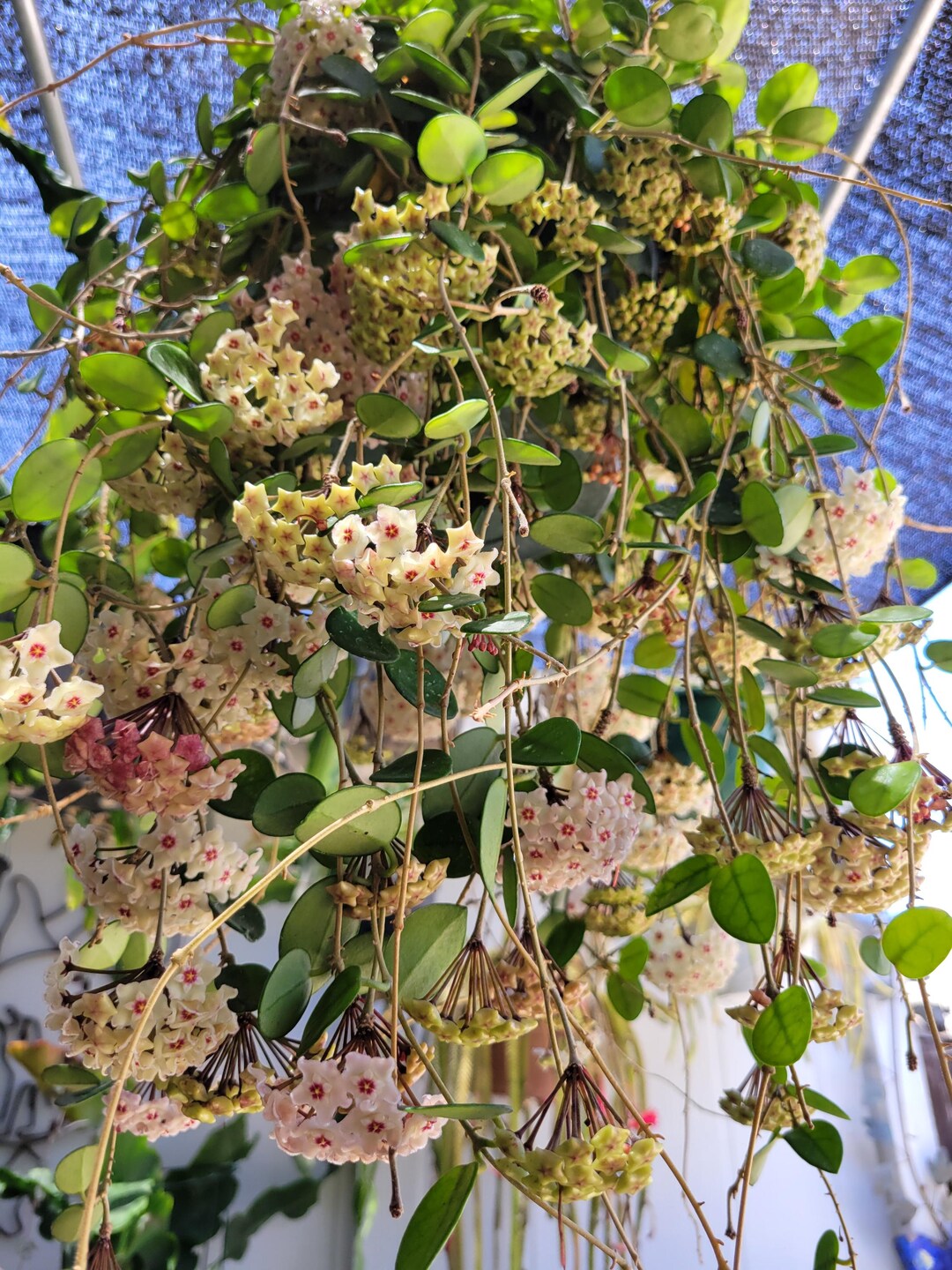 Hoya Mathilde in a 5 Inch Pot / Peduncles / Well Established / Exact ...