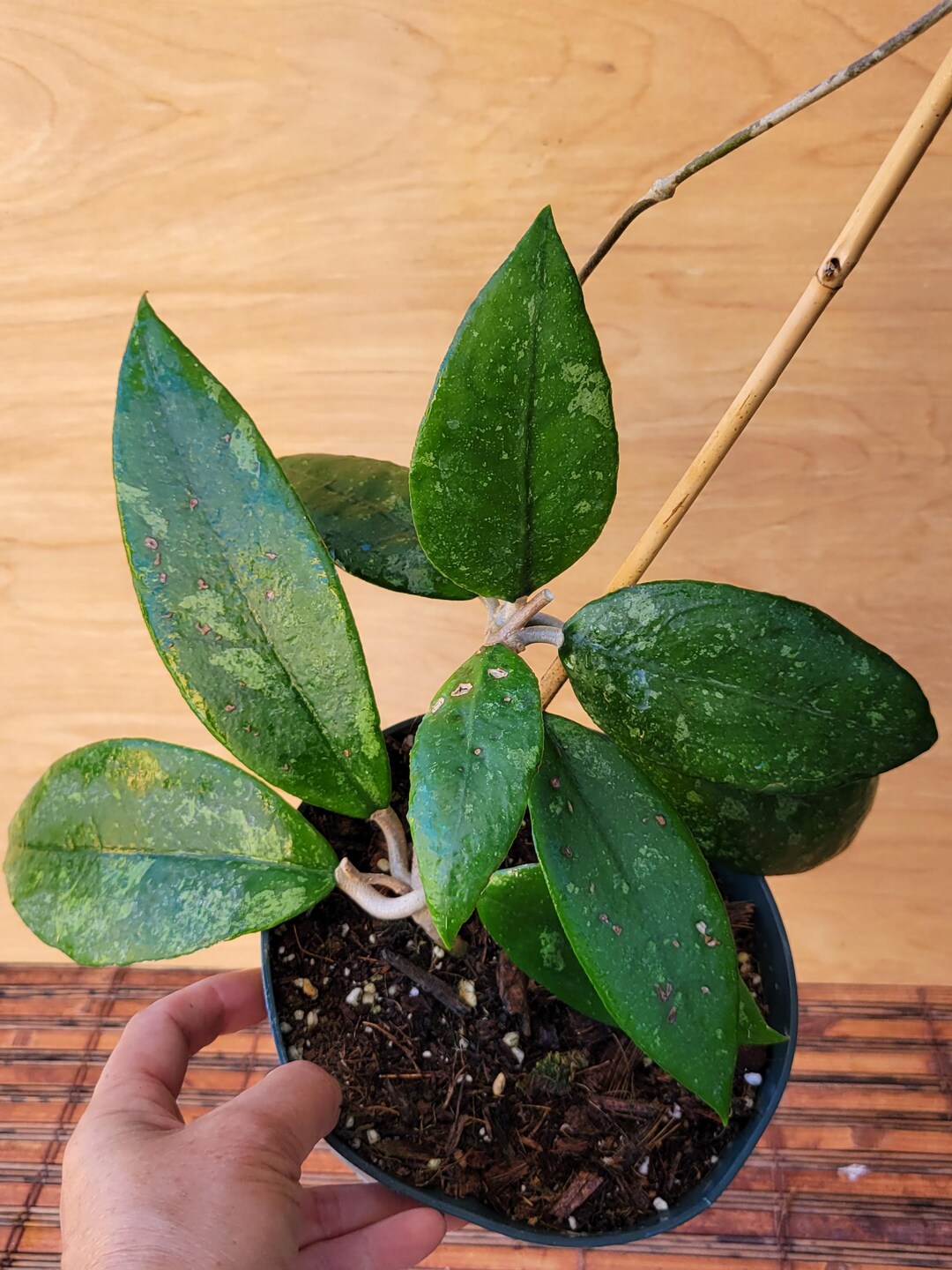 Hoya Nap-03 in a 6 Inch Pot / Gorgeous Silver Splash Leaves / Exact ...