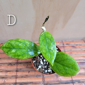 Hoya Irina EPC-964 in 3 Inch Pots / Well Established / Gorgeous Veined ...
