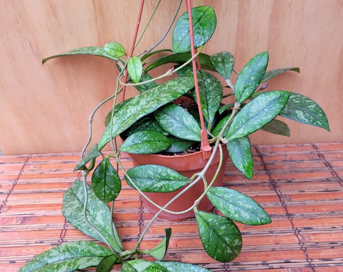 Hoya Crassipetiolata Splash in a 5 Inch / Gorgeous Veined Leaves ...