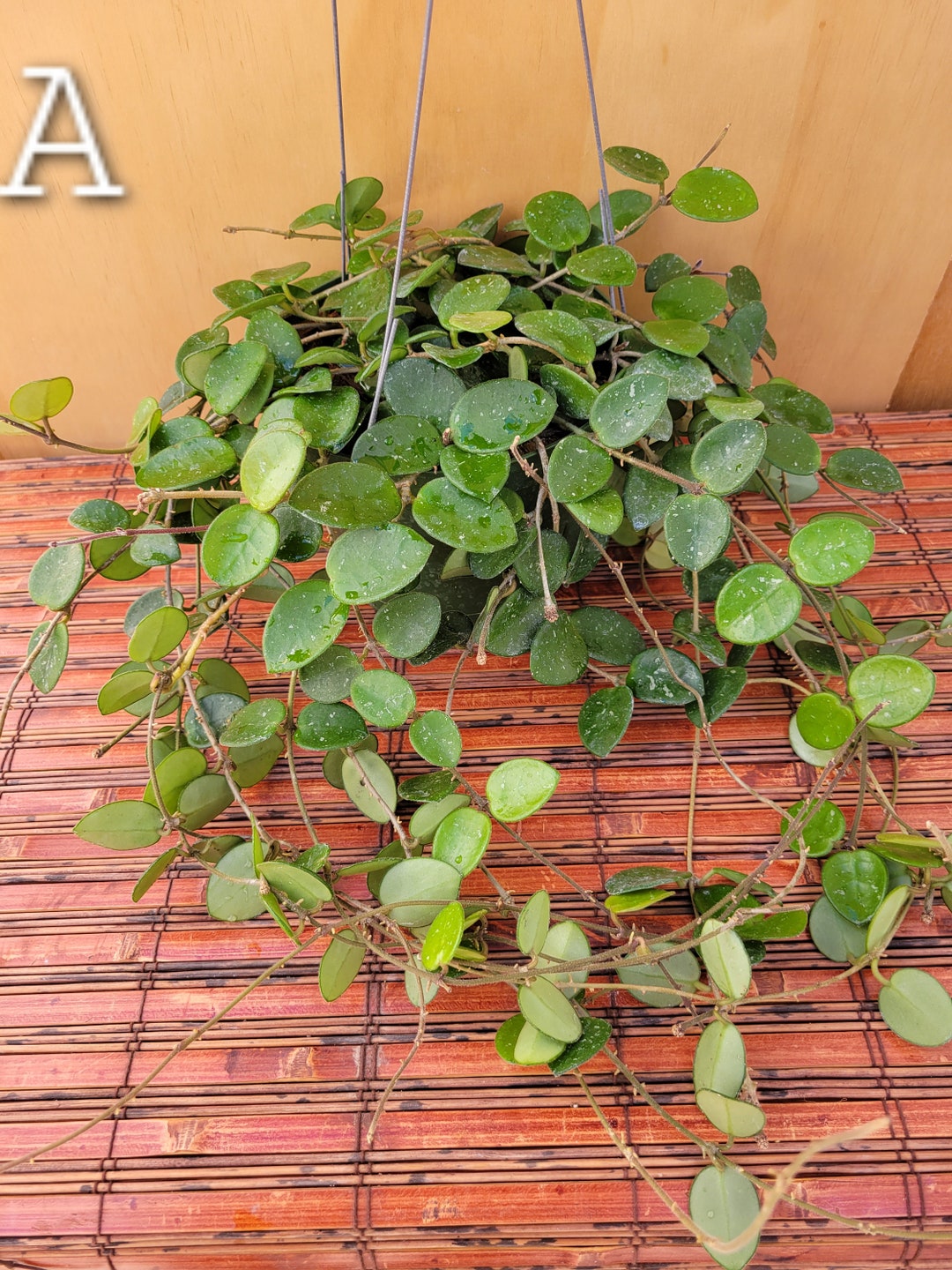 Hoya Mathilde in 6 Inch Pots / Peduncles / Well Established / - Etsy