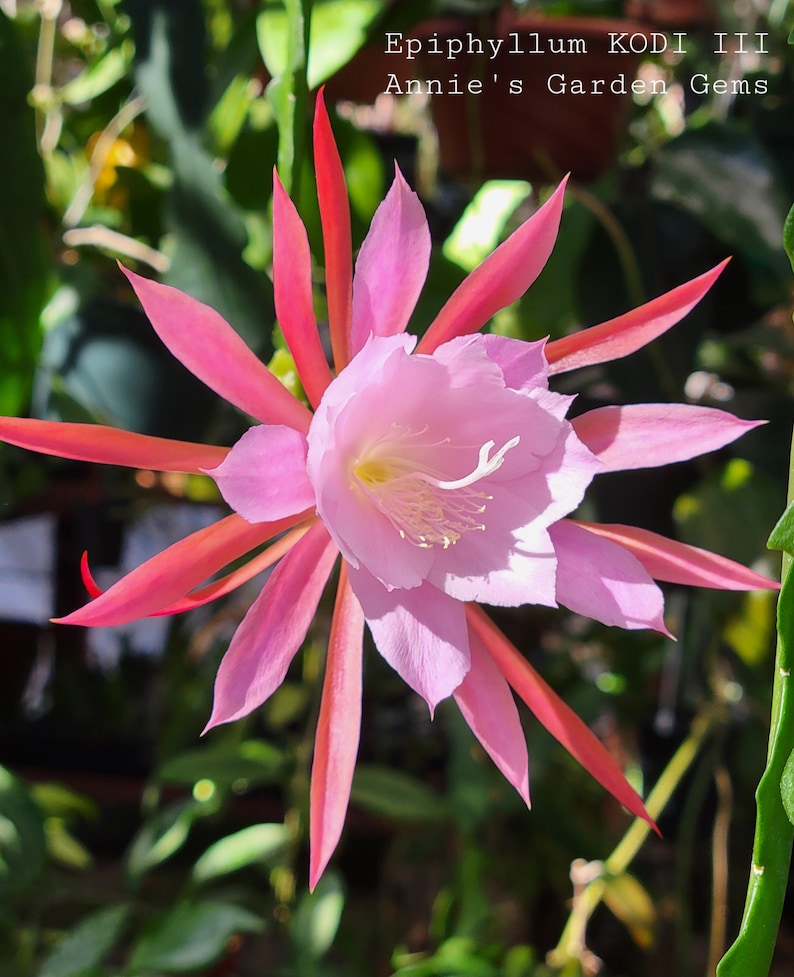 Epiphyllum KODI III in 4 Inch Pots / Fragrant Flowers / Orchid Cactus ...