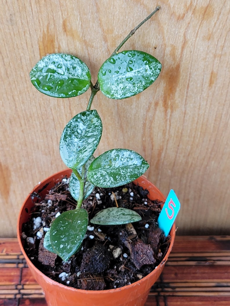 Hoya Mathilde Splash in a 3 Inch Pot / Well Established / Beautiful ...