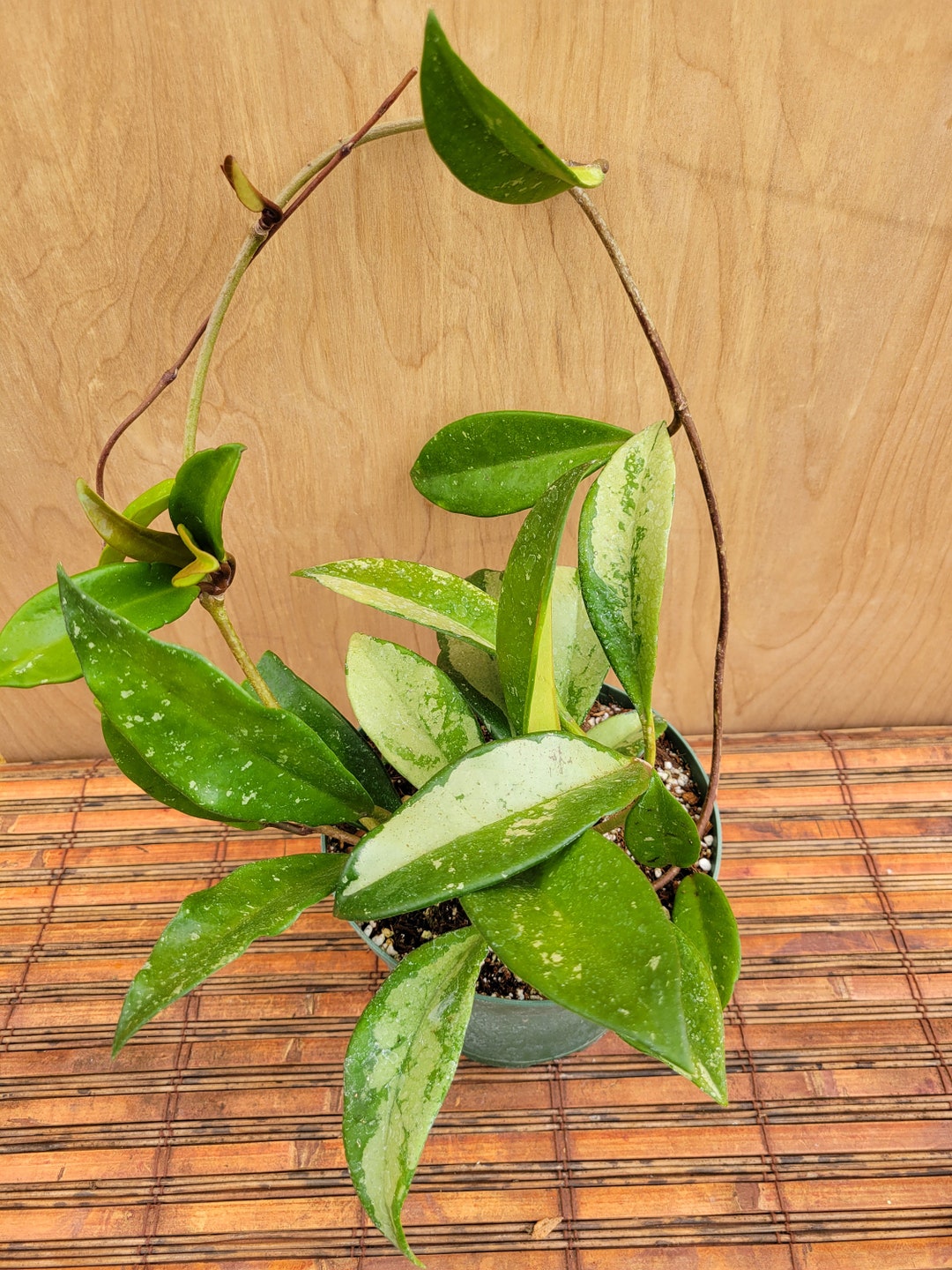 Rare Hoya AH-074 Silver in a 6 Inch Pot / Exact Plant / Well ...