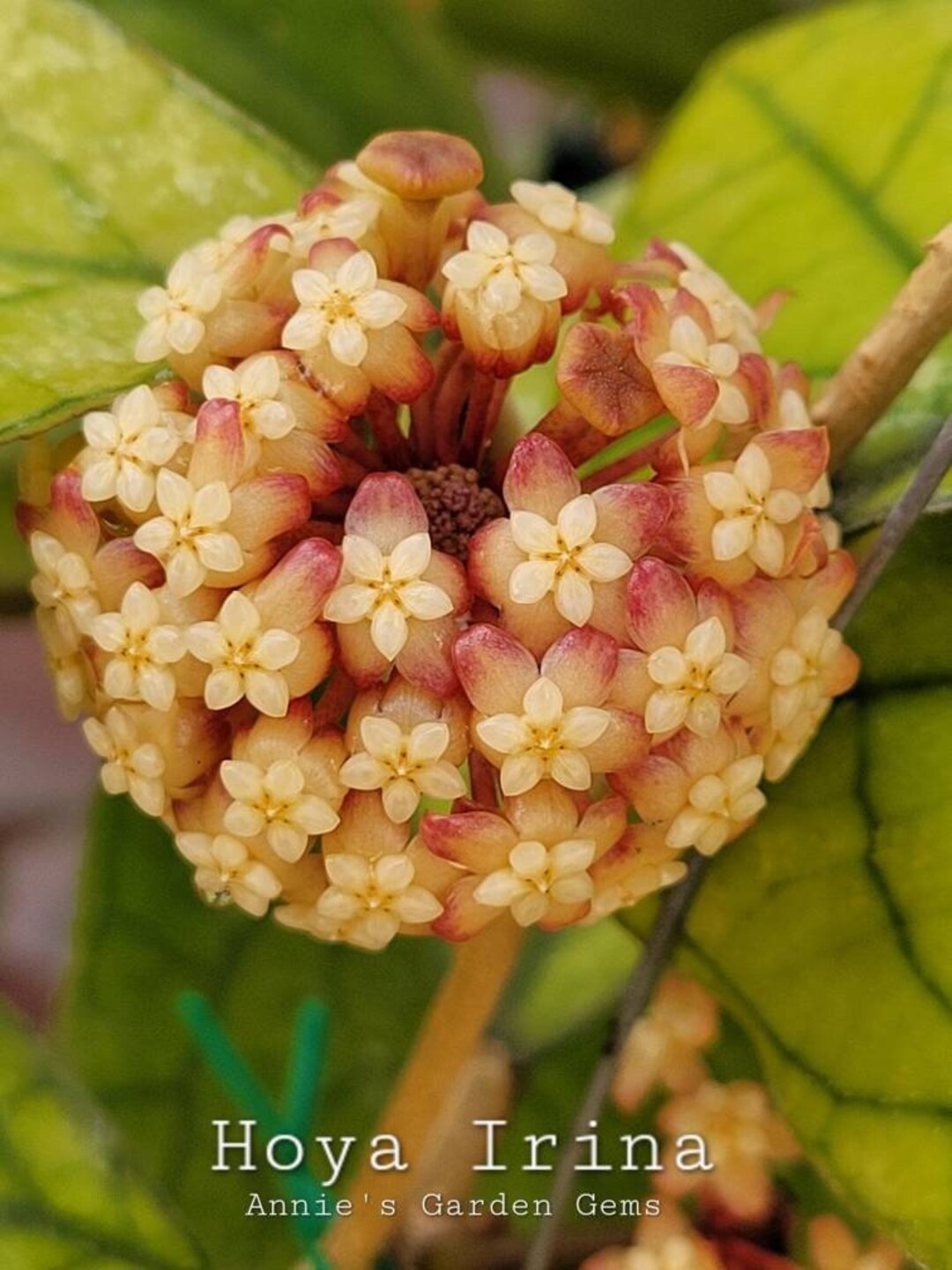 Hoya Irina EPC-964 in 3 Inch Pots / Well Established / Gorgeous Veined ...