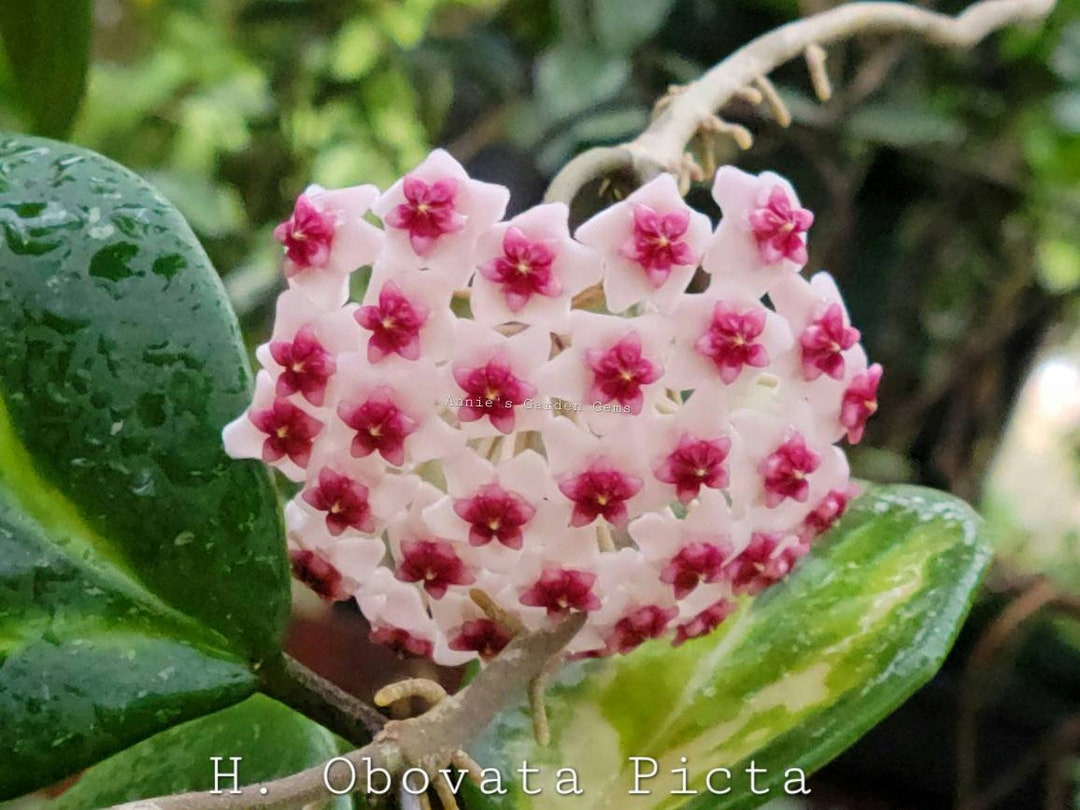 Hoya Obovata Picta in 4.25 Inch Pots / Well Established / Blooming ...