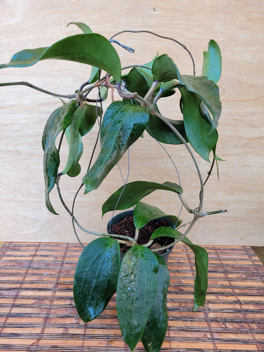 Hoya Rigida Large Leaf in a 6 Inch Pot / Exact Plant / Beautiful Veined ...