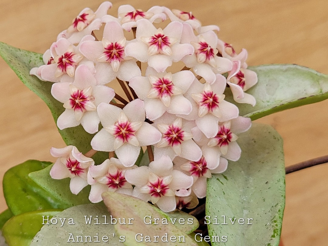 Hoya Wilbur Graves Silver in 3 Inch Pots / Well Established / Gorgeous ...