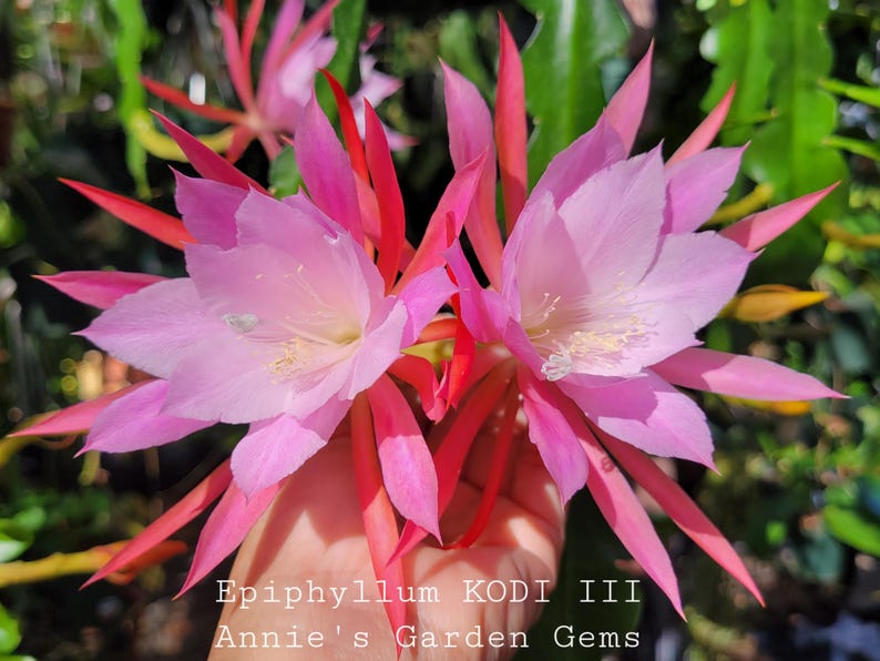 Epiphyllum KODI III in 4 Inch Pots / Fragrant Flowers / Orchid Cactus ...
