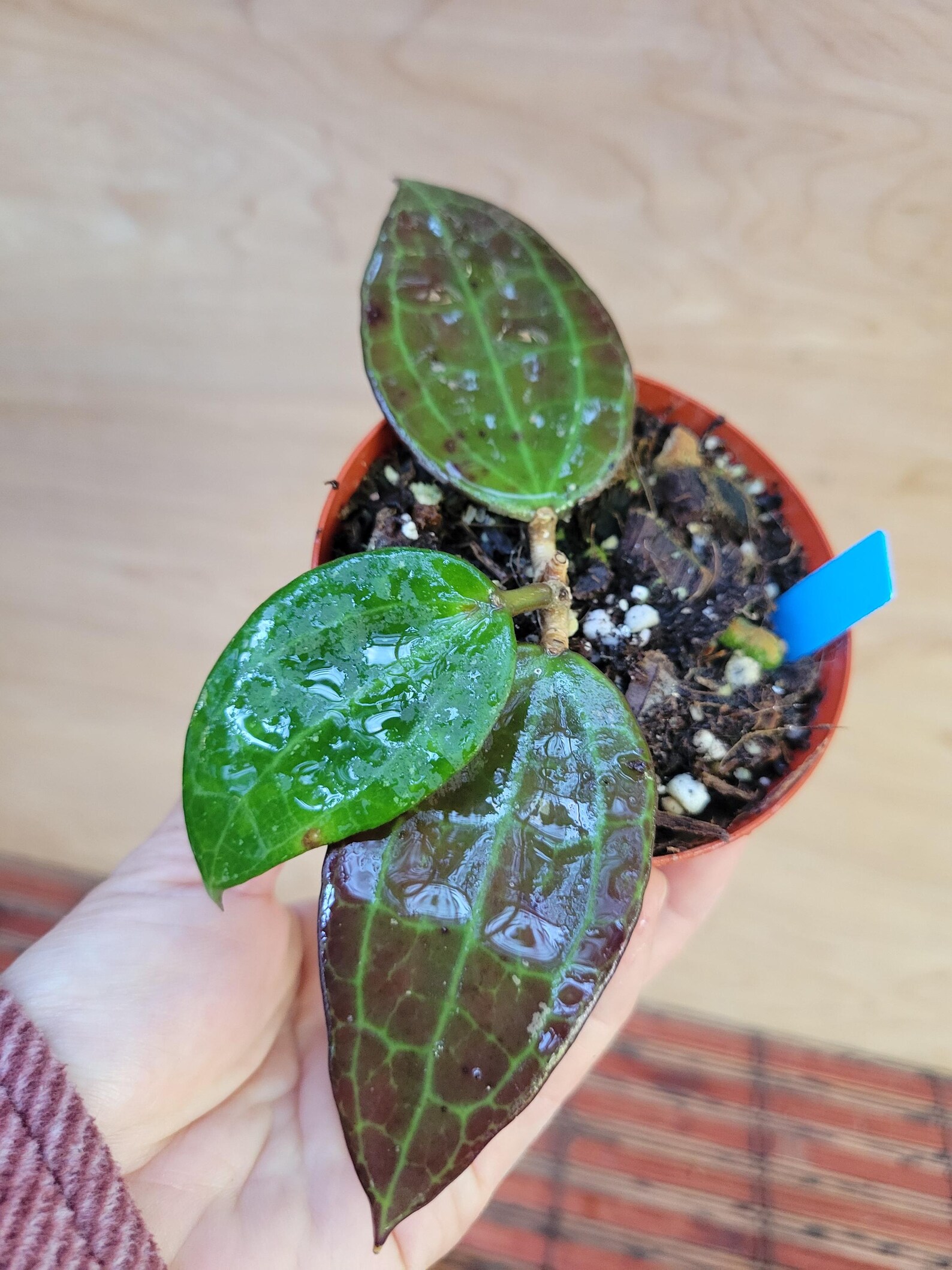 Hoya Sp. IV WMZ (welsh Mountain Zoo) in a 3 Inch Pot / Well Established ...