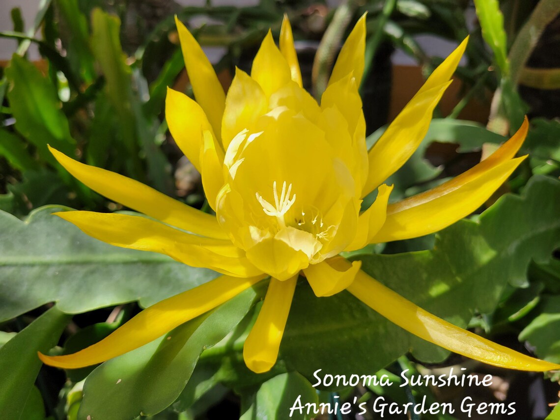 Sonoma Sunshine Epiphyllum in 4 Inch Pots / Large Fragrant Flowers ...