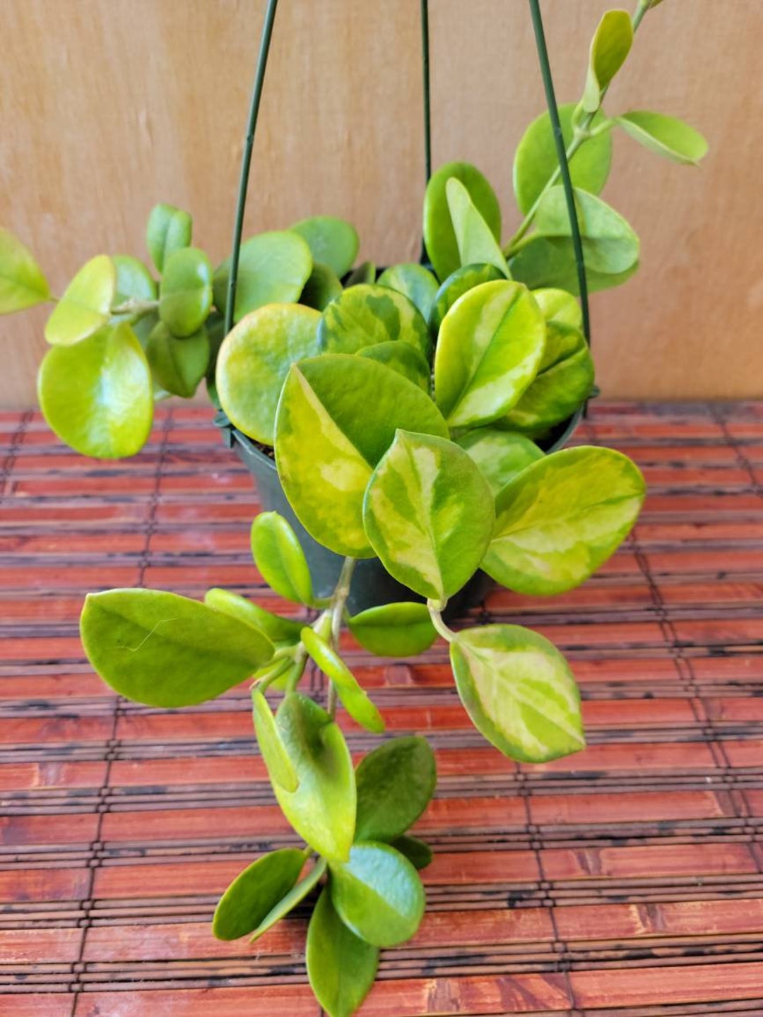 Hoya Australis Variegated in a 6 Inch Pot / Thick Fuzzy Leaf / - Etsy