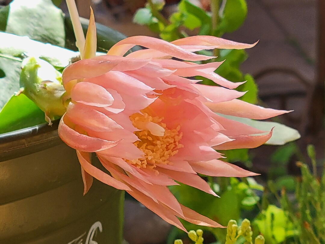 Epiphyllum Pink Plumes Cuttings / Orchid Cactus / XL Blooms / Seller ...