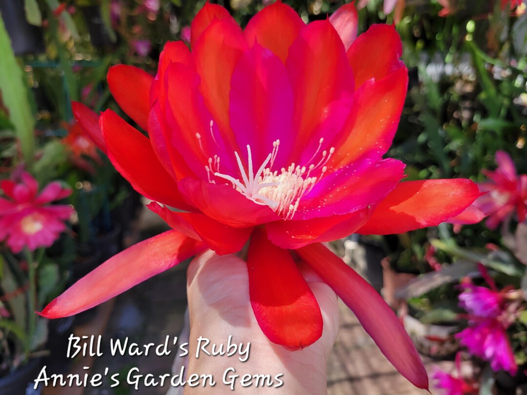 Bill's Ward Ruby Epiphyllum in 4 Inch Pots / Well Rooted / Epicactus ...