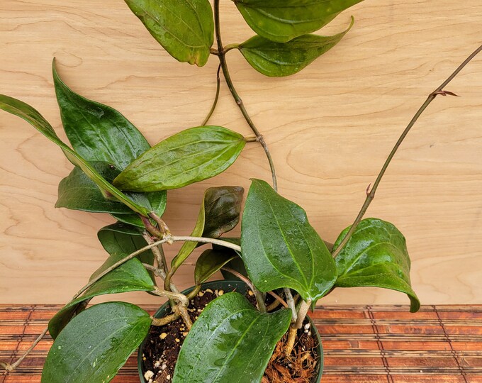 Hoya Rigida Large Leaf in a 6 Inch Pot / Large Leaf Hoya / Exact Plant ...