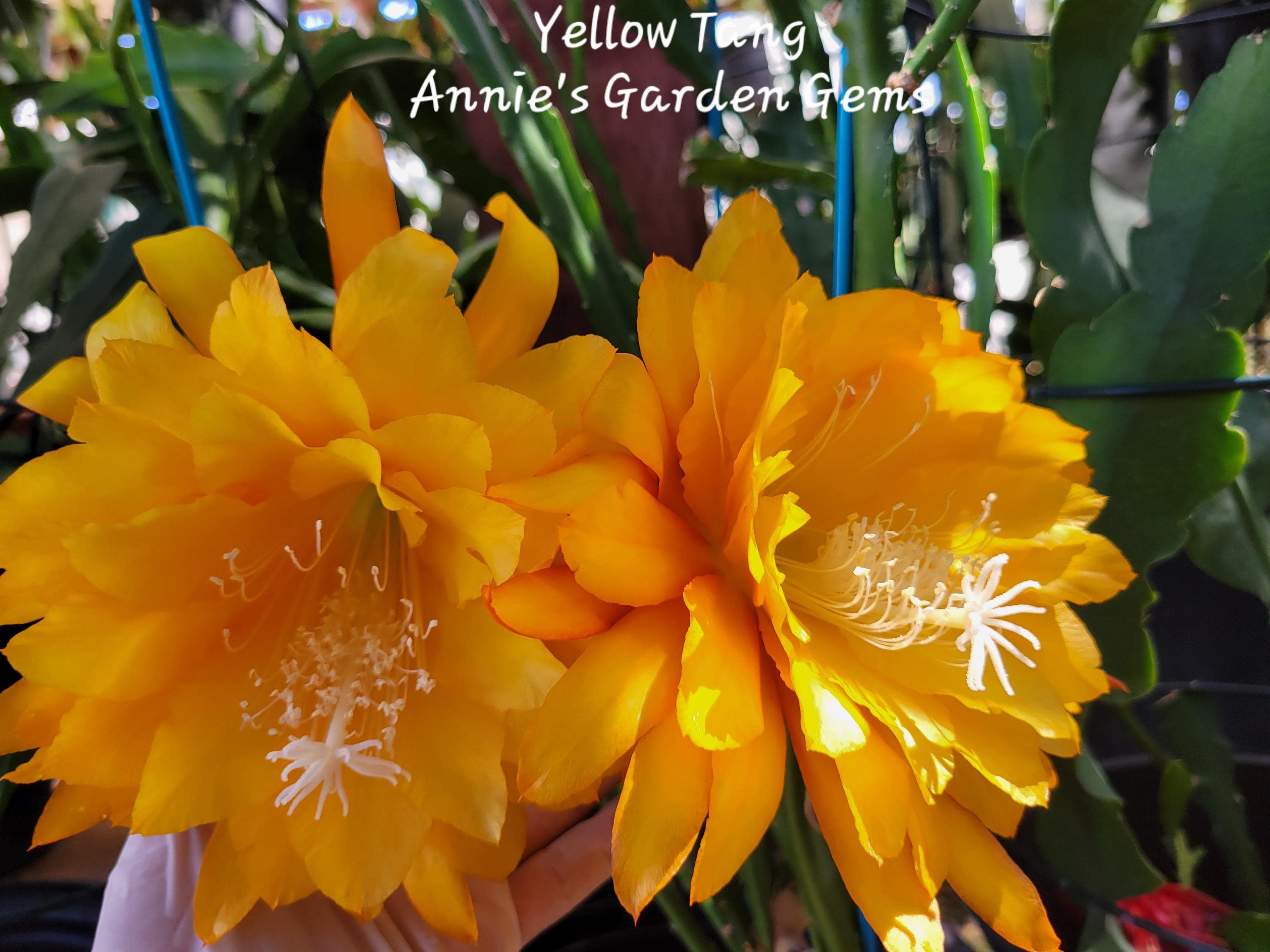 Yellow Tang Epiphyllum in 4 Inch Pots / Well Rooted / A Darryl Miyamoto ...