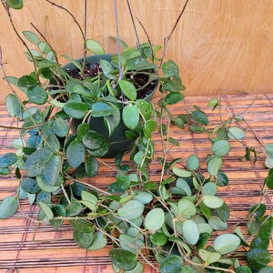 Hoya Mathilde in a 6 Inch Pot / Many Peduncles / Well Established ...