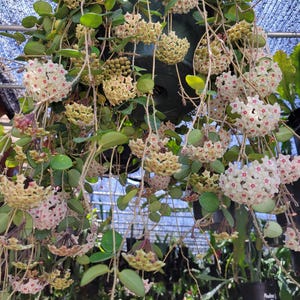 Hoya Mathilde in a 6 Inch Pot / Many Peduncles / Well Established ...