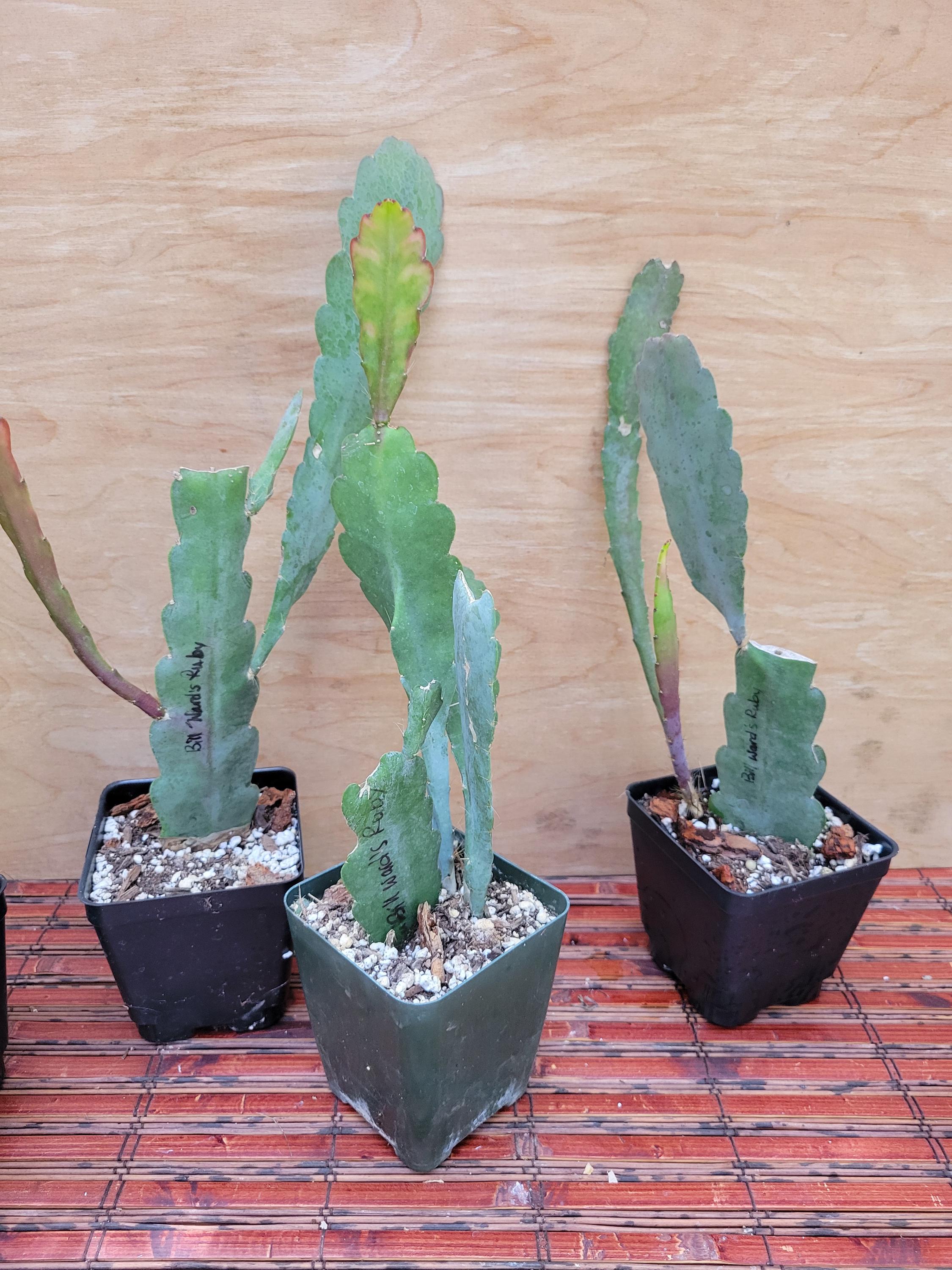 Bill's Ward Ruby Epiphyllum in 4 Inch Pots / Well Rooted / Epicactus ...