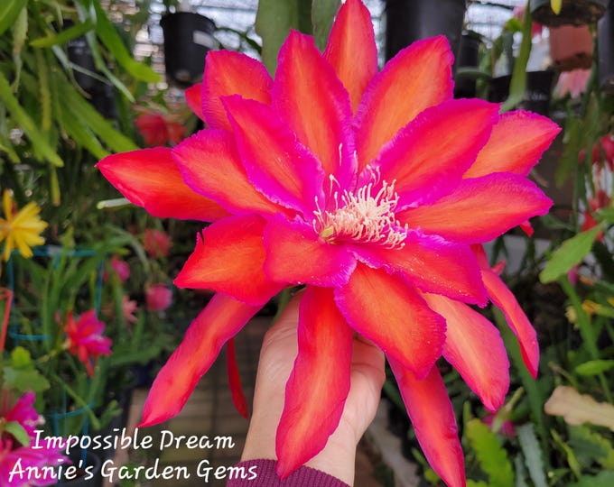 Epiphyllum Impossible Dream in 4 Inch Pots / XL Flowers / Well Rooted ...