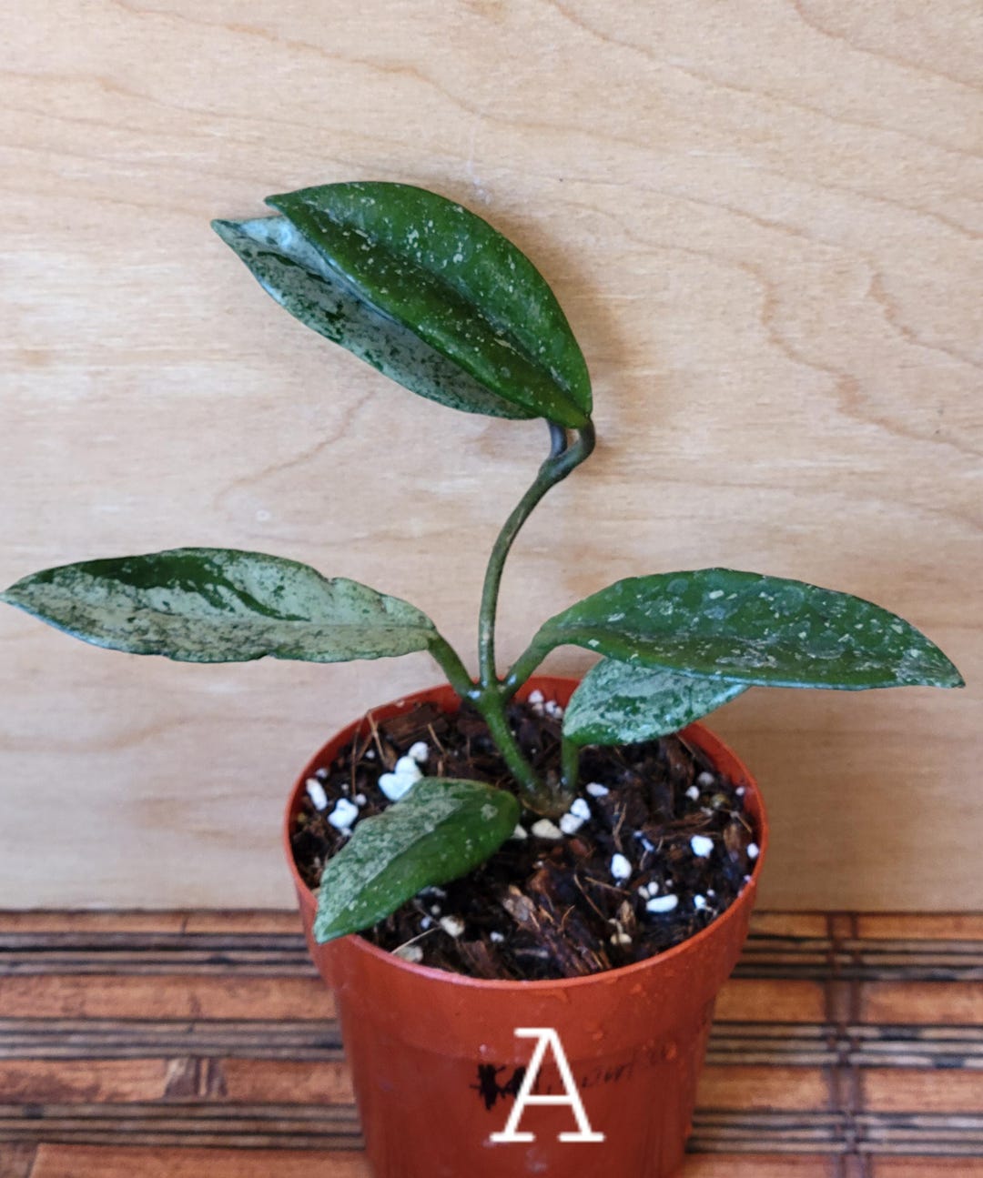 Hoya Wilbur Graves in 3 Inch Pots / Well Established / Gorgeous Silver ...