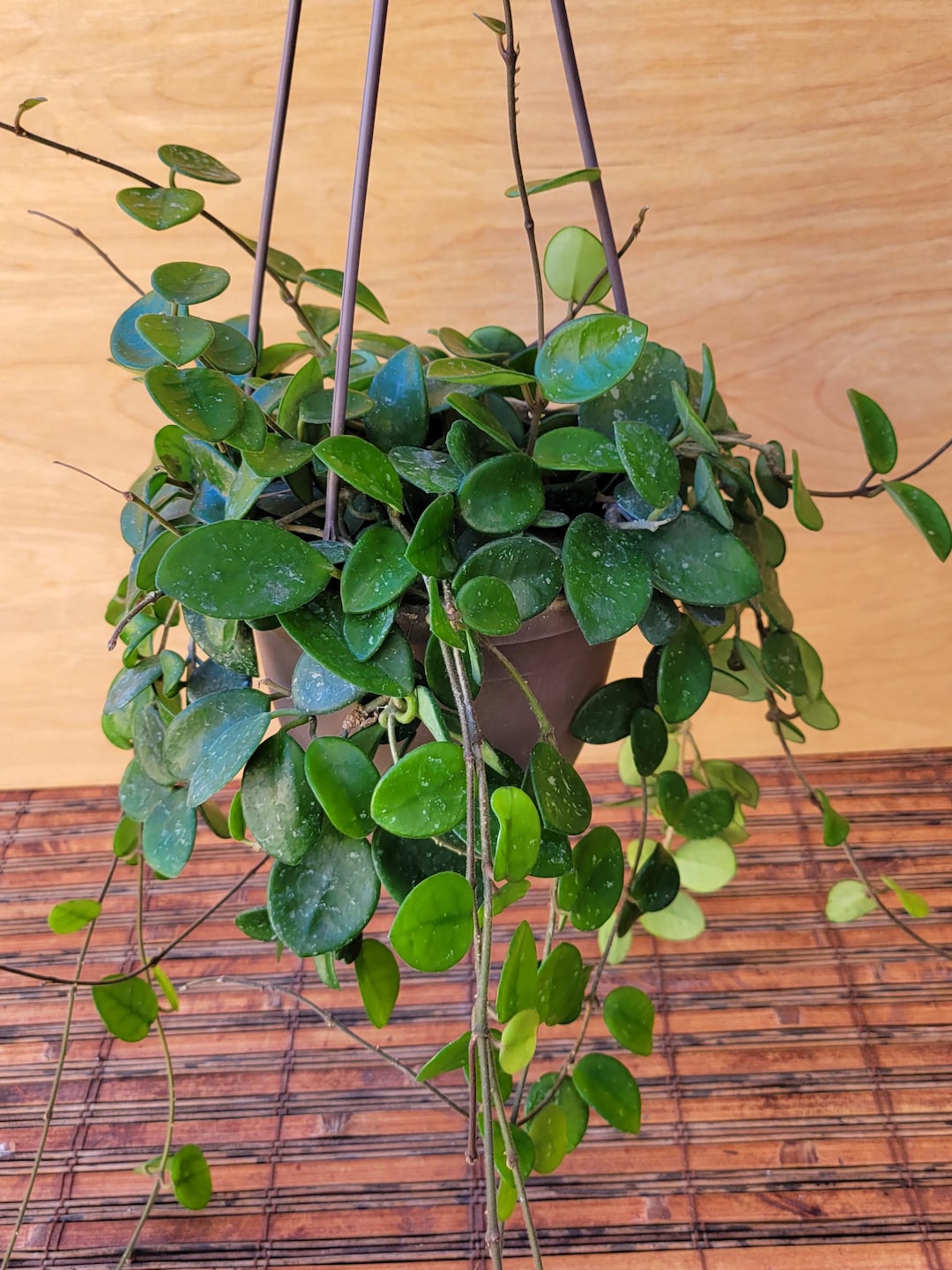 Hoya Mathilde in a 6 Inch Hanging Pot / Peduncles / Well Established ...