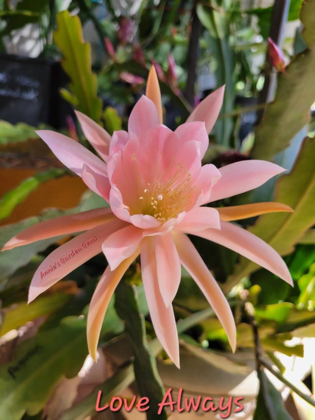 Epiphyllum Love Always in 4 Inch Pots / Well Rooted / Orchid Cactus / Seller Select - Etsy