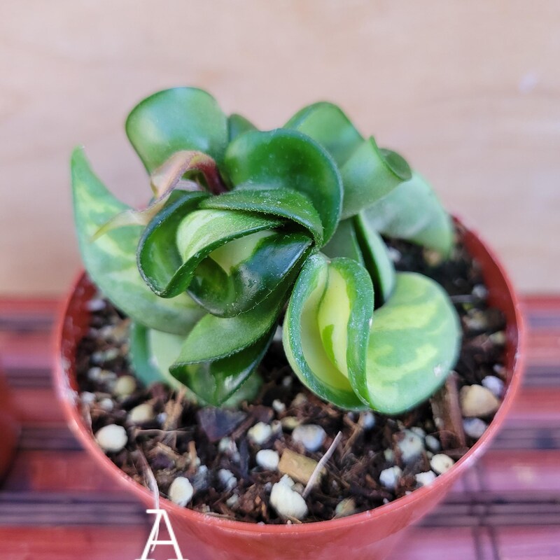 Hoya Compacta - Etsy