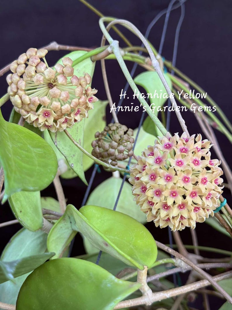 Hoya Hanhiae Yellow in a 4.25 Inch Pot / Fragrant Flowers / Beautiful ...