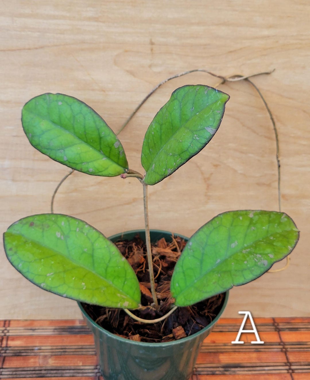 Hoya Leonensis in 4.25 Inch Pots / Well Established / Gorgeous Veined ...