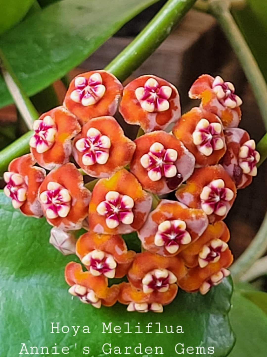 Hoya Meliflua in 6 Inch Pot / Blooming Size / Beautiful Flowers / Exact Plant / Well Established ...