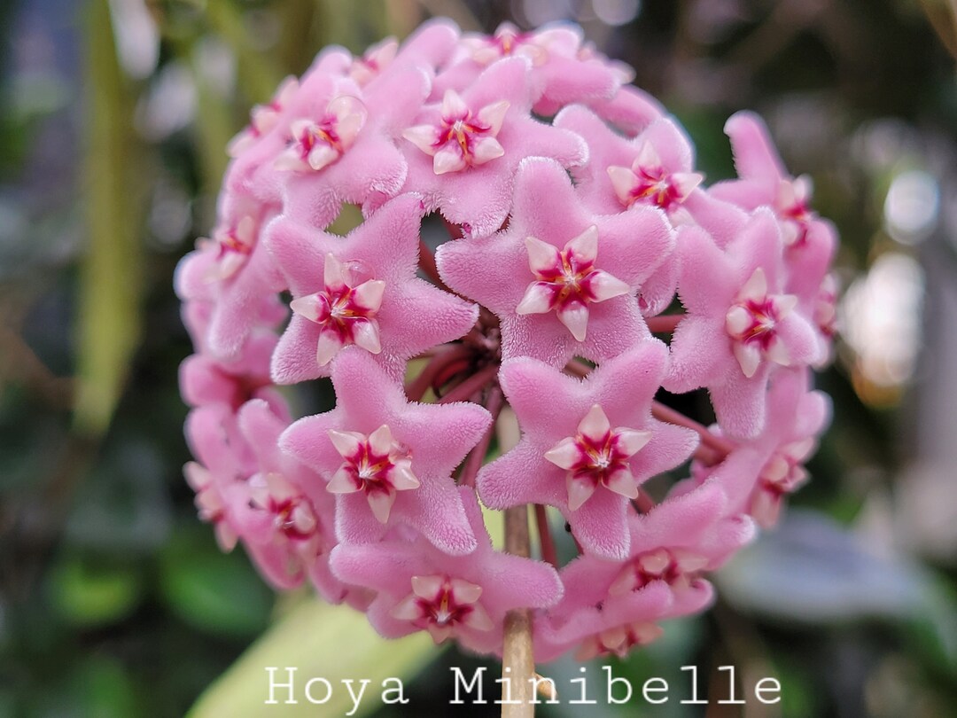 Hoya Minibelle in a 6 Inch Pot / Peduncles / Thick Green Leaves / Exact ...
