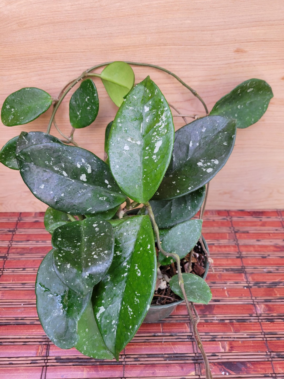 Hoya Carnosa Freckles Splash in a 4.25 Inch Pot / Gorgeous Splash ...