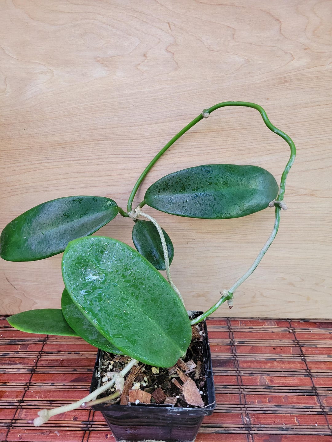 Hoya Meliflua in a 4.5 Inch Pot / Beautiful Flowers / Well Established ...