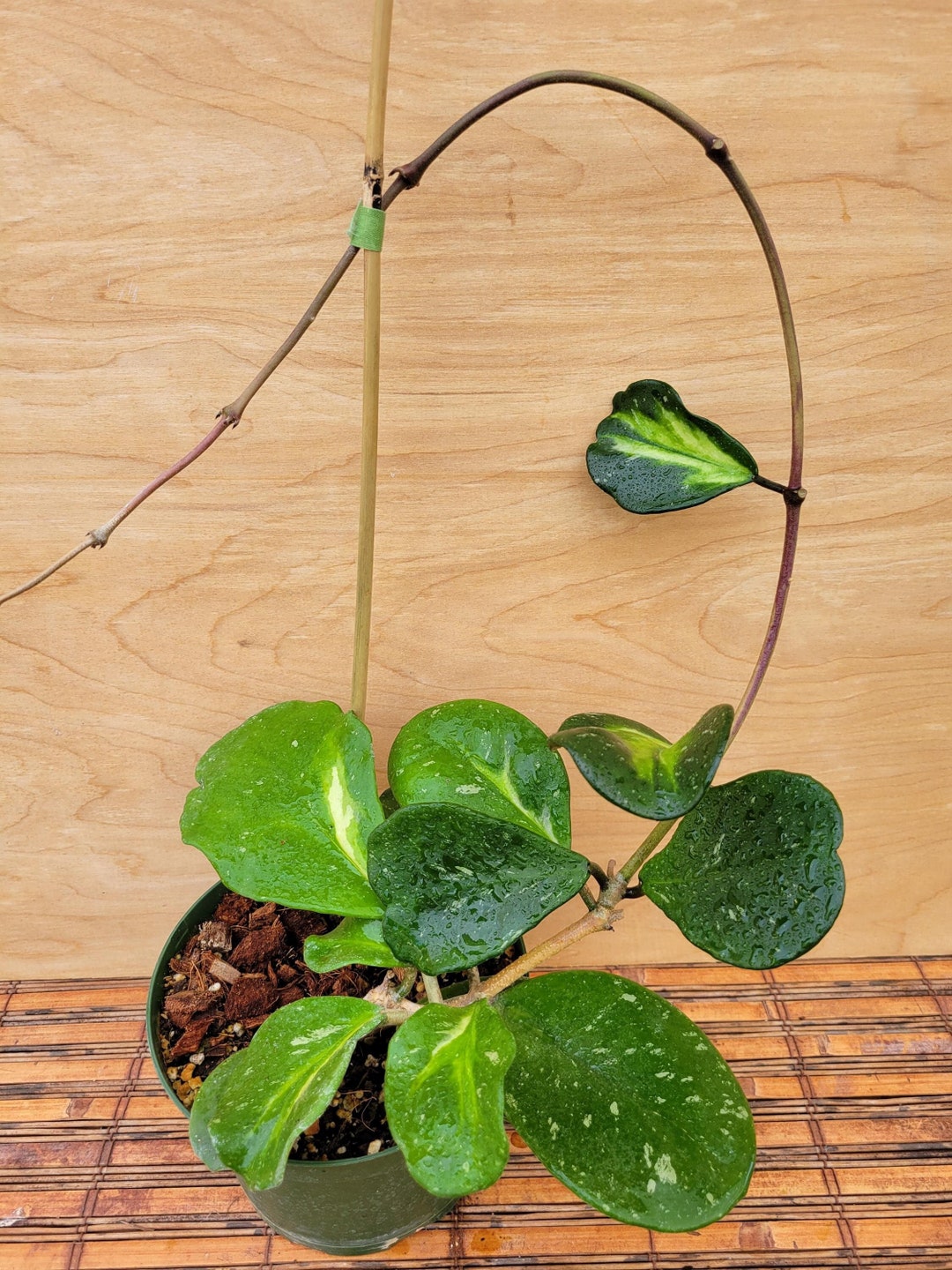 Hoya Obovata Picta in a 6 Inch Pot / Four Peduncles / Well Established ...