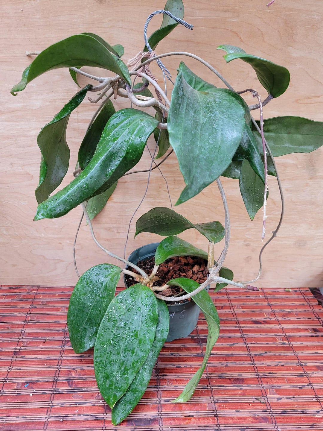 Hoya Rigida Large Leaf in 6 Inch Pots / Large / Exact Plant / Beautiful ...