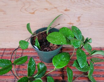 Hoya Millie Sms 019 in 4.5”pots - Rare Hoya - Wax Plant - Attractive ...