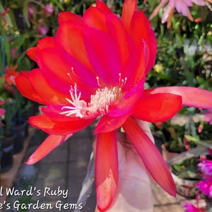 Bill's Ward Ruby Epiphyllum in 4 Inch Pots / Well Rooted / Epicactus ...