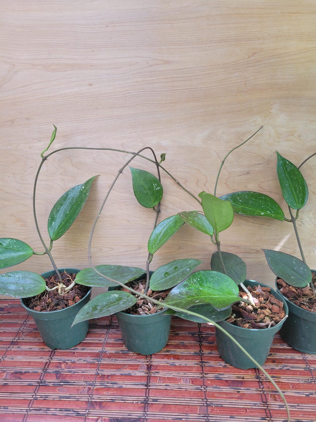 Hoya AH Black Magic in 4.25 Inch Pots / Gorgeous Foliage / Well ...