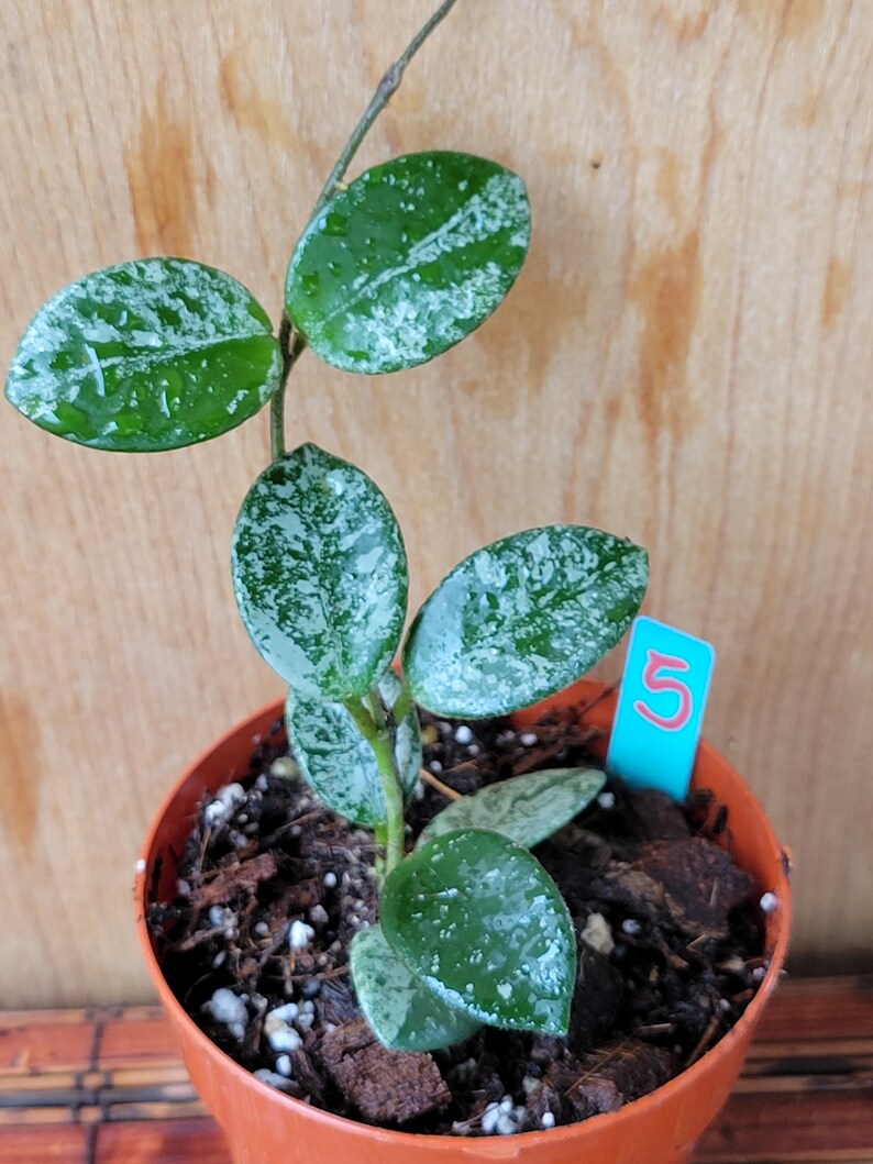 Hoya Mathilde Splash in a 3 Inch Pot / Well Established / Beautiful ...