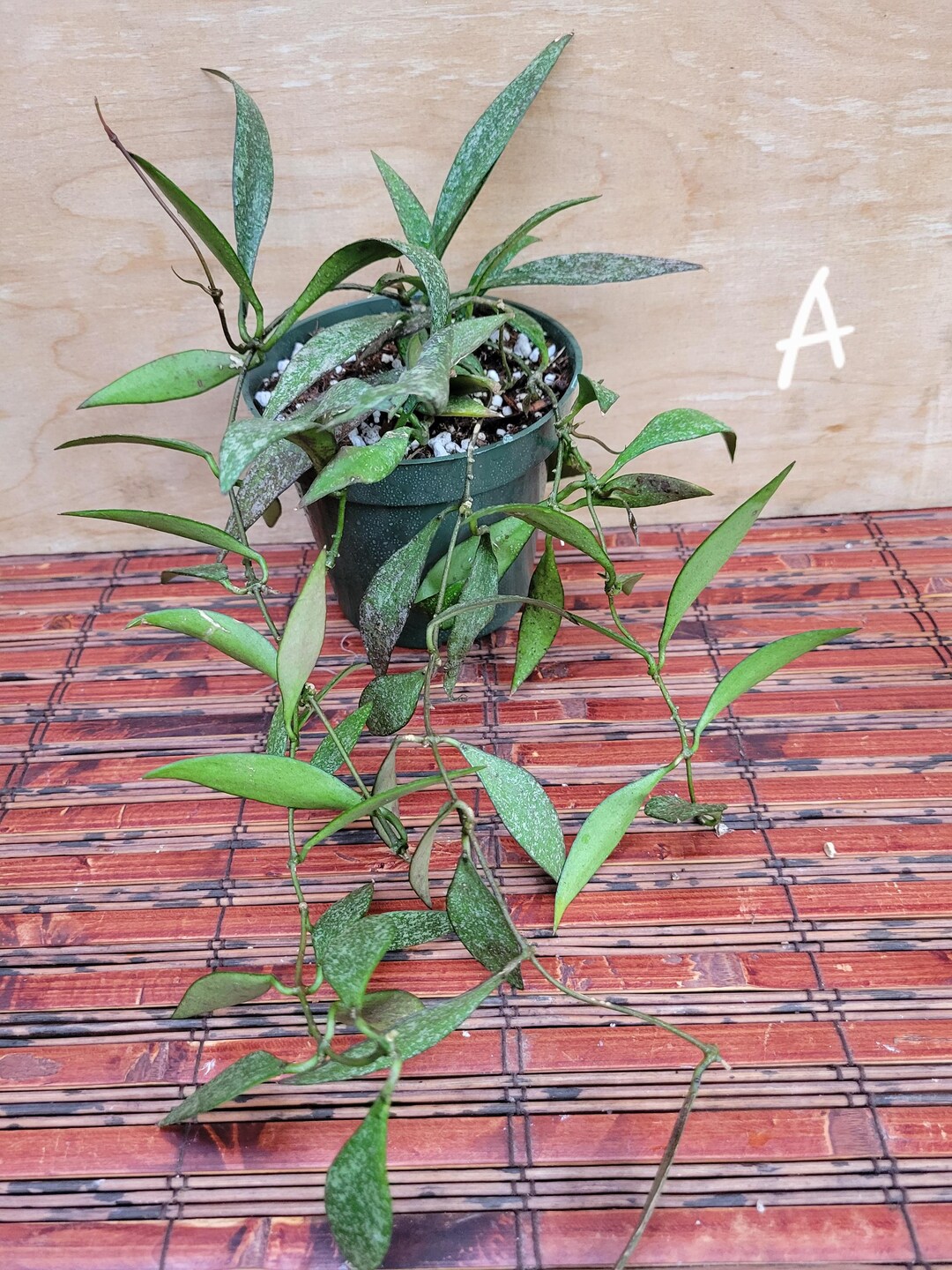 Hoya Parviflora Splash in 4.25 Inch Pots / Exact Plants / Well ...
