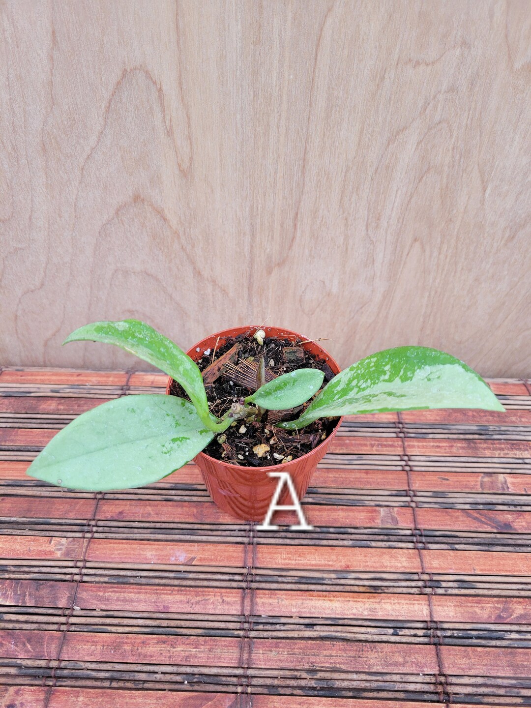 Rare Hoya AH-074 Silver in 3 Inch Pots / Exact Plants / Well ...