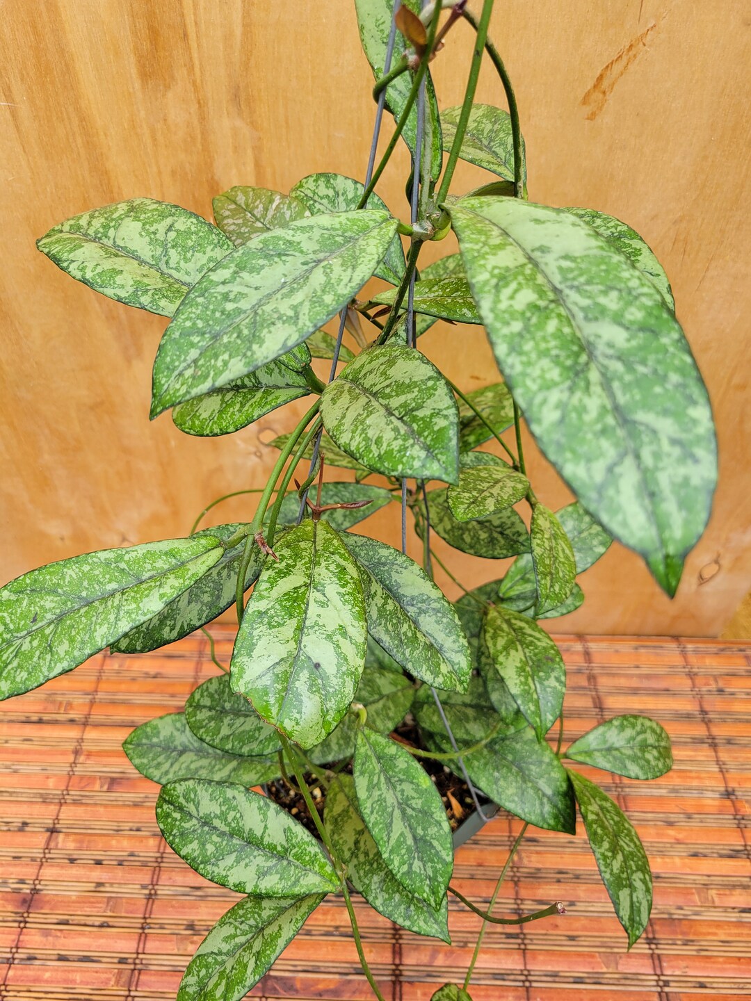 Hoya Crassipetiolata Splash in a 6 Inch Pot / XL Blooming Size ...